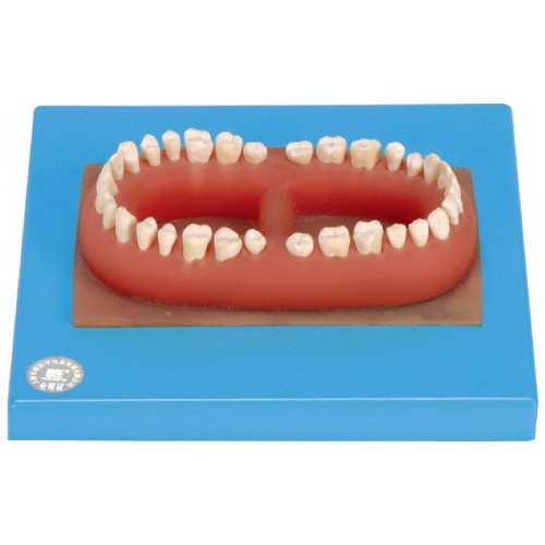 SET OF ADULT 32 TEETHS (SOFT)